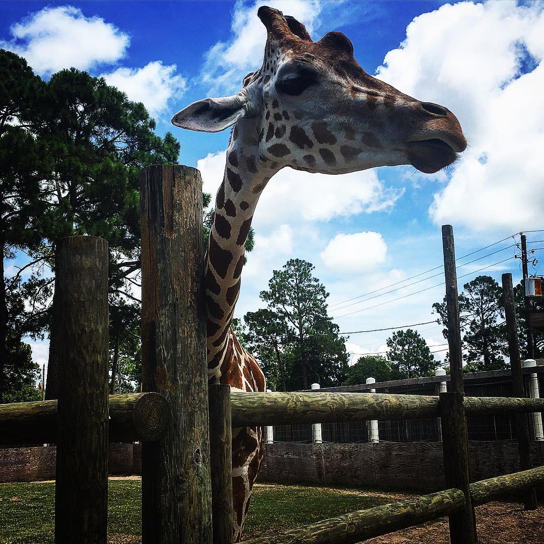 Unbiased Review of Zooworld in Panama City Beach
