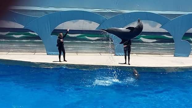 Unbiased Review of Gulf World Marine Park in Panama City Beach