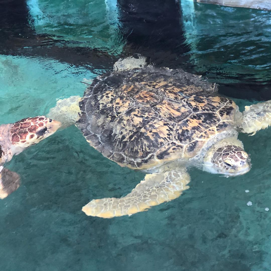 Unbiased Review of Gulf World Marine Park in Panama City Beach