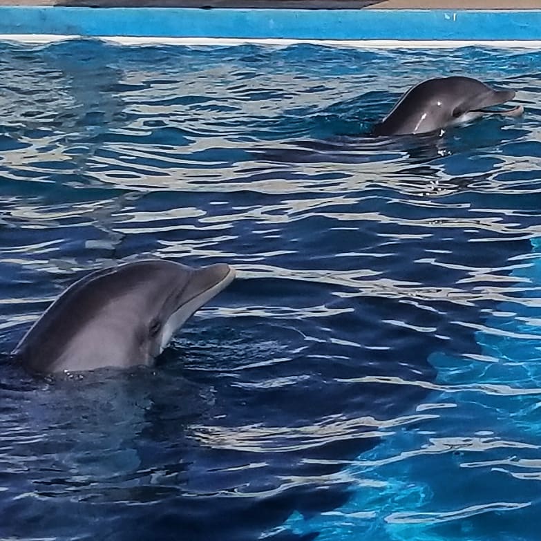 Unbiased Review of Gulfarium Marine Adventure Park
