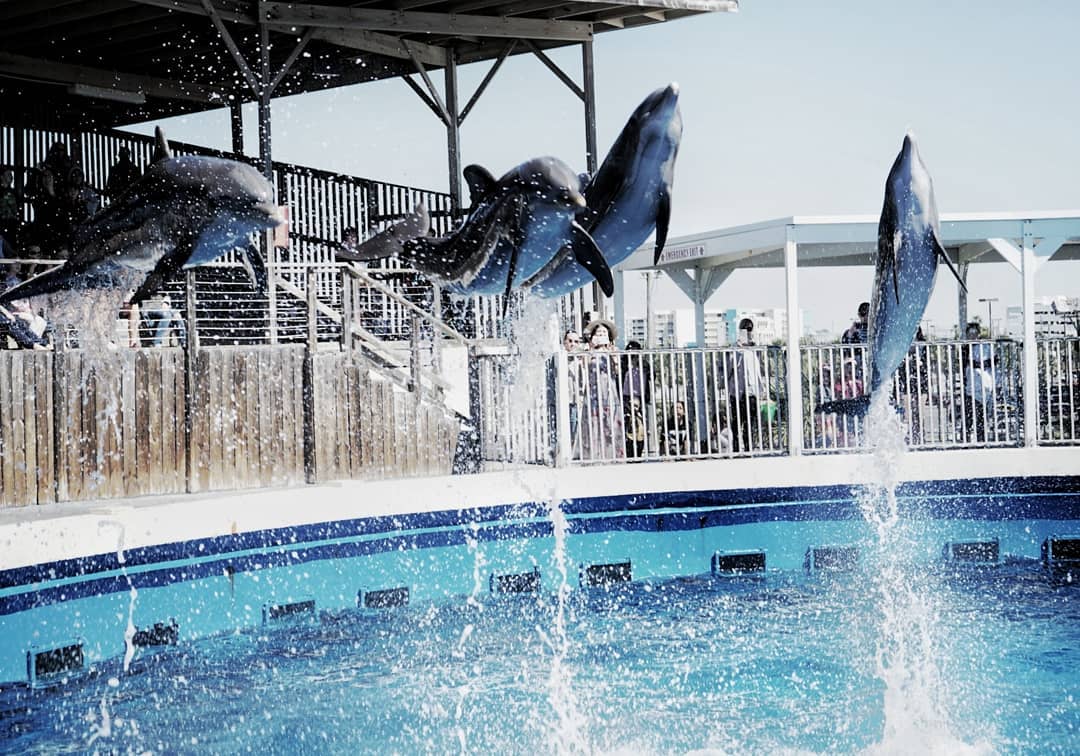 Unbiased Review of Gulfarium Marine Adventure Park