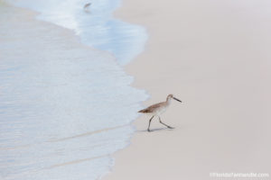 Ultimate Guide to Shelling in Cape San Blas - A Popular Florida Activity