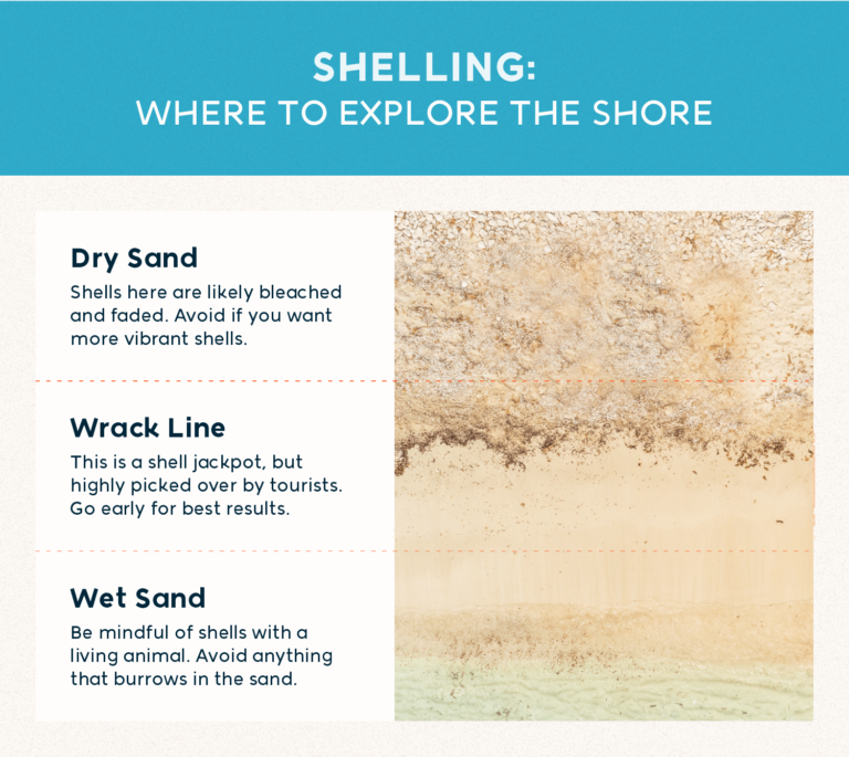 Everything You Need to Know About Collecting Seashells