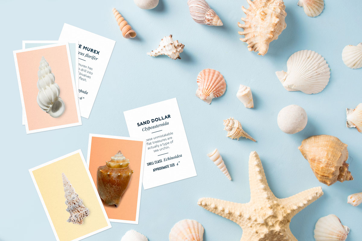 Everything You Need to Know About Collecting Seashells