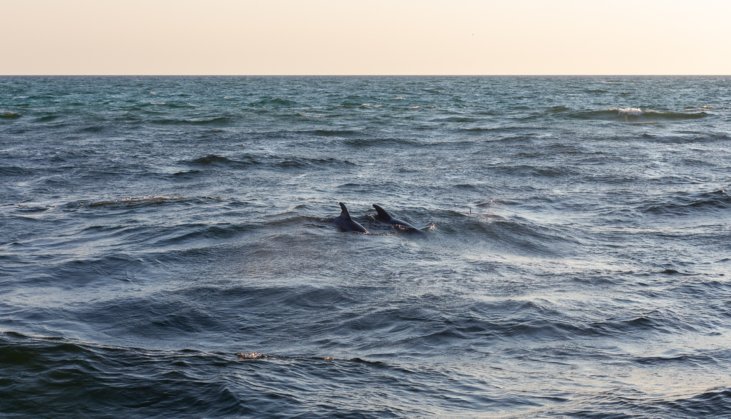 Panama City Beach Dolphin Guide | Everything You Need to Know