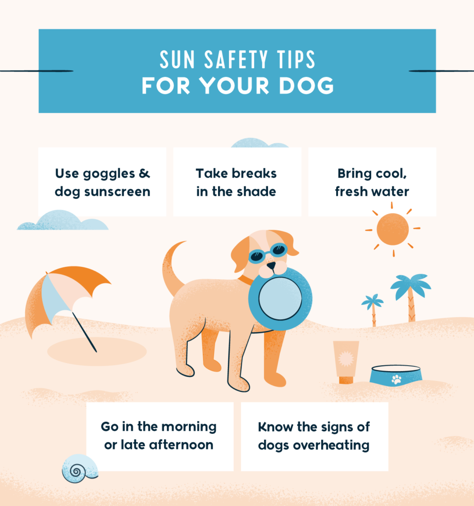 7 Ultimate Go-To Tips for Taking Your Dog to the Beach