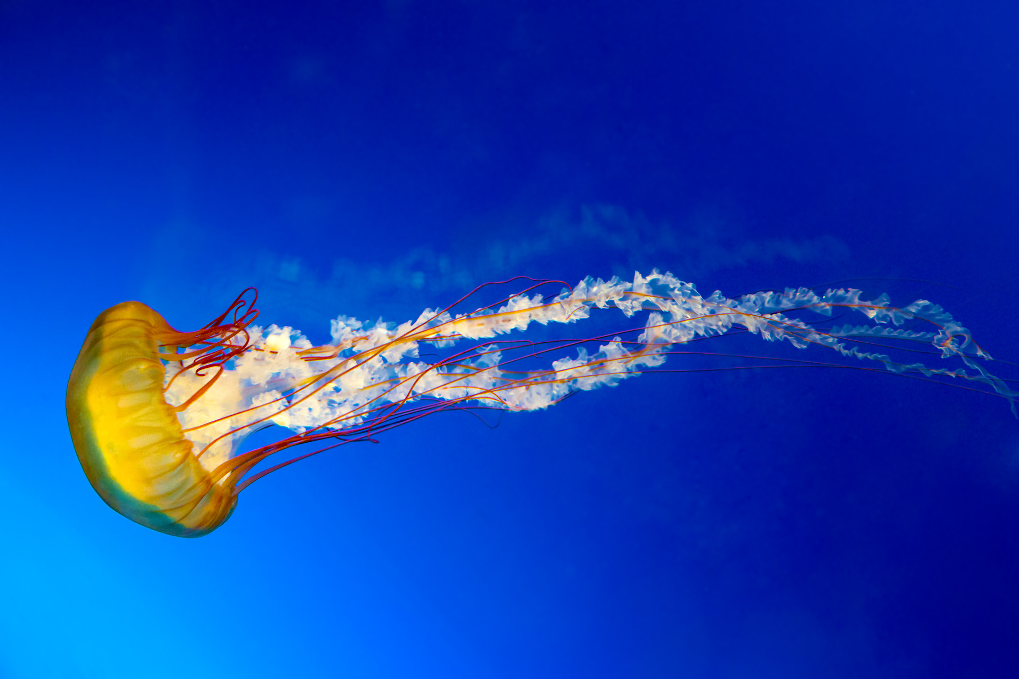 The Ultimate Guide to Jellyfish