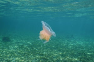 Destin Beach Flag Guide | What You Need to Know
