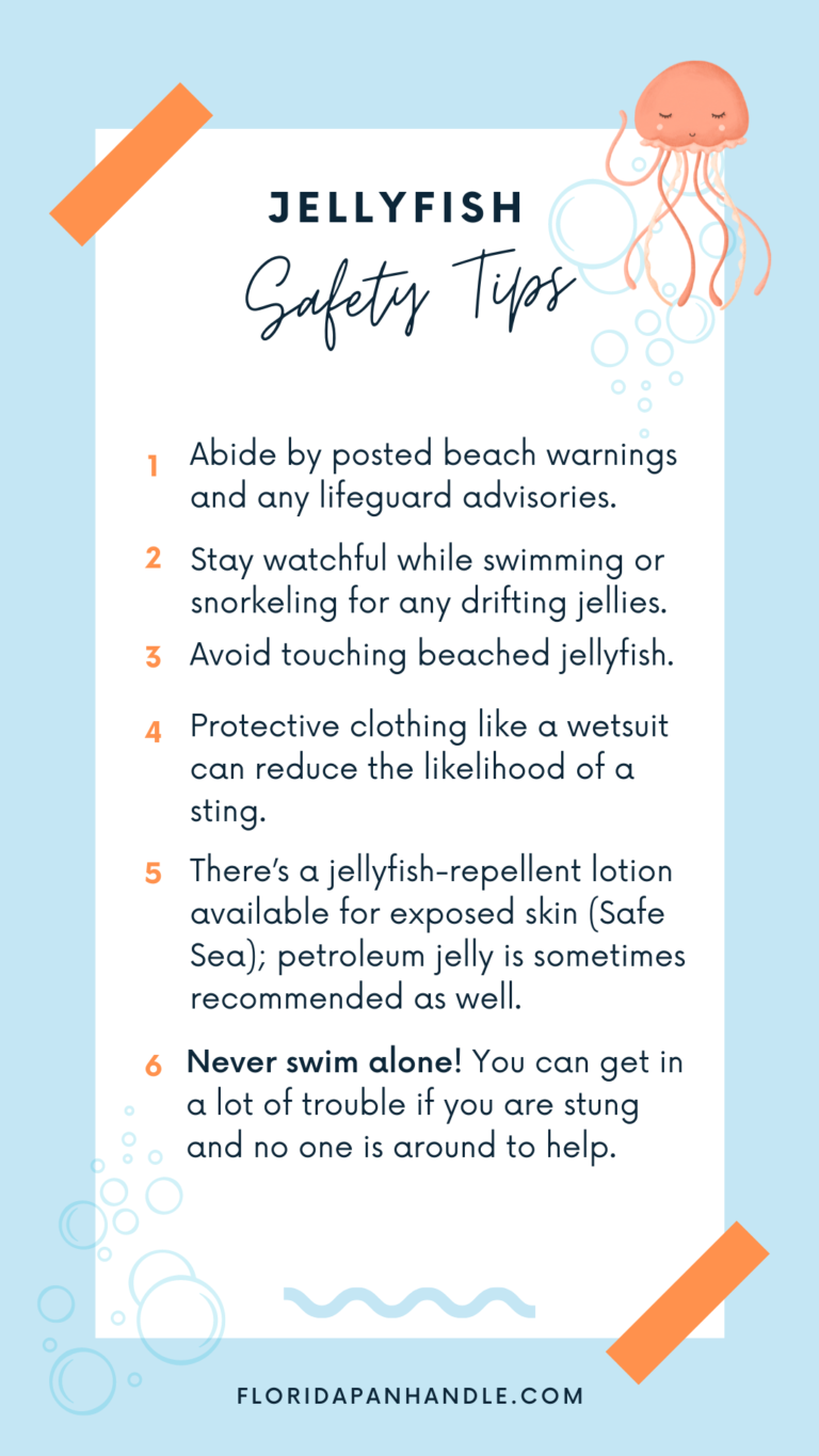 The Ultimate Guide to Jellyfish