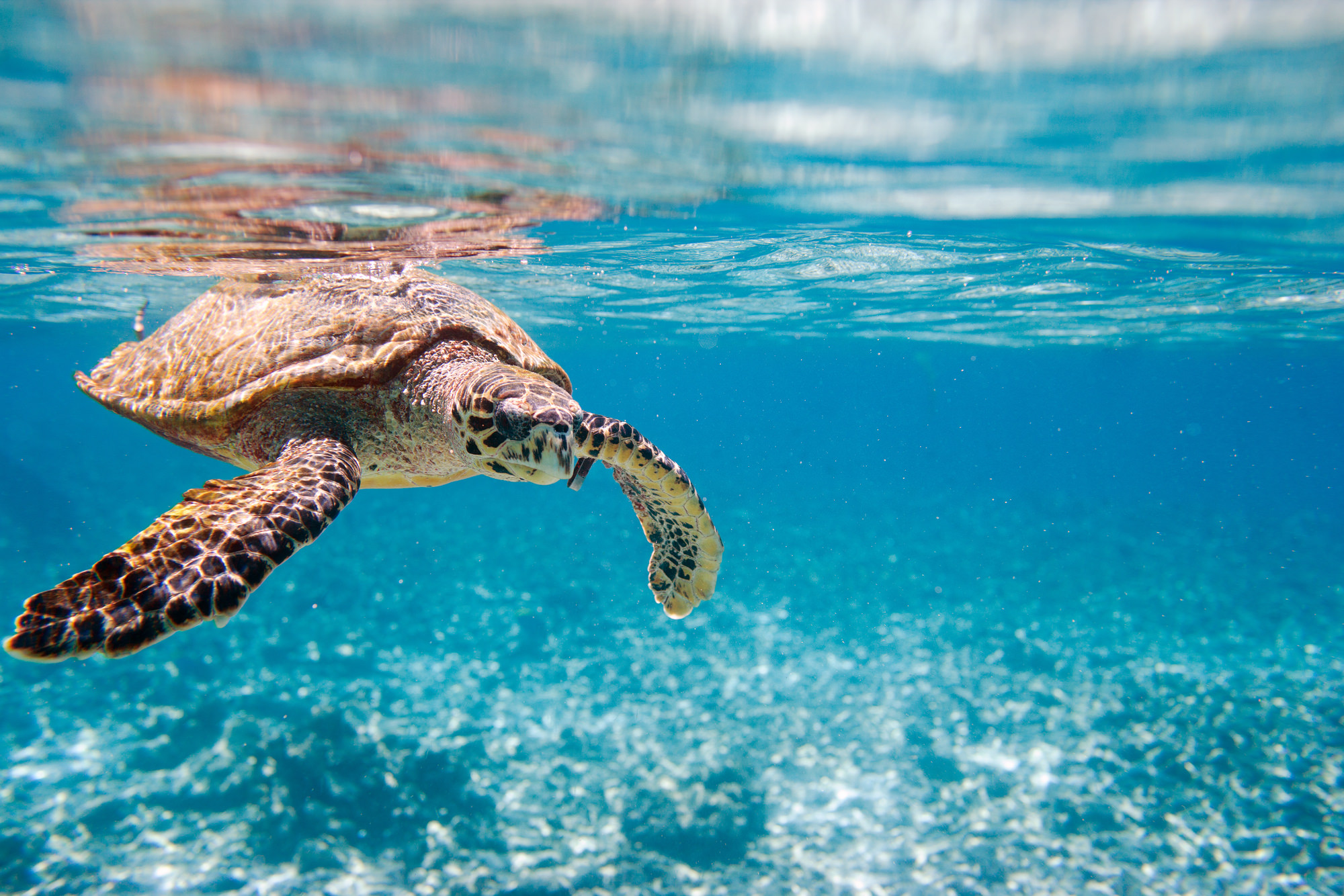 The Ultimate Pensacola Beach, FL Sea Turtle Guide