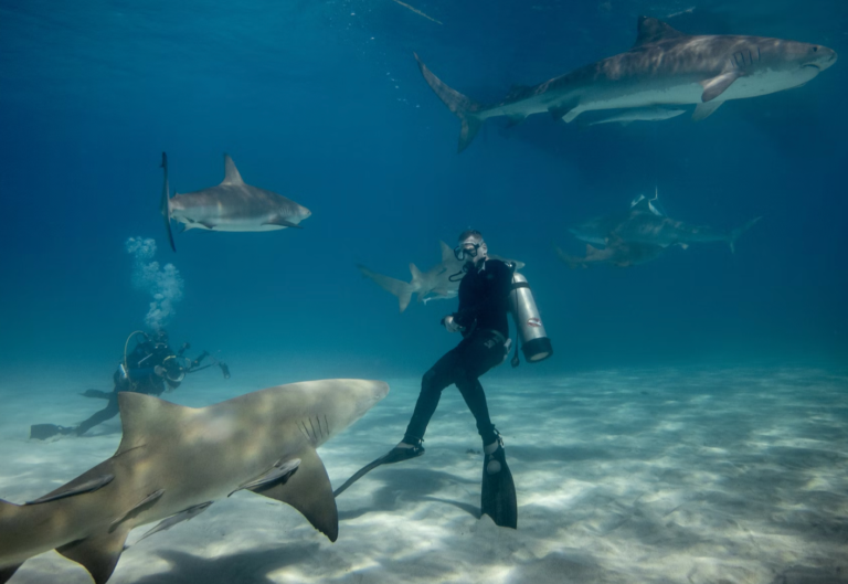 Are There Sharks in Destin, Florida? What You Need to Know